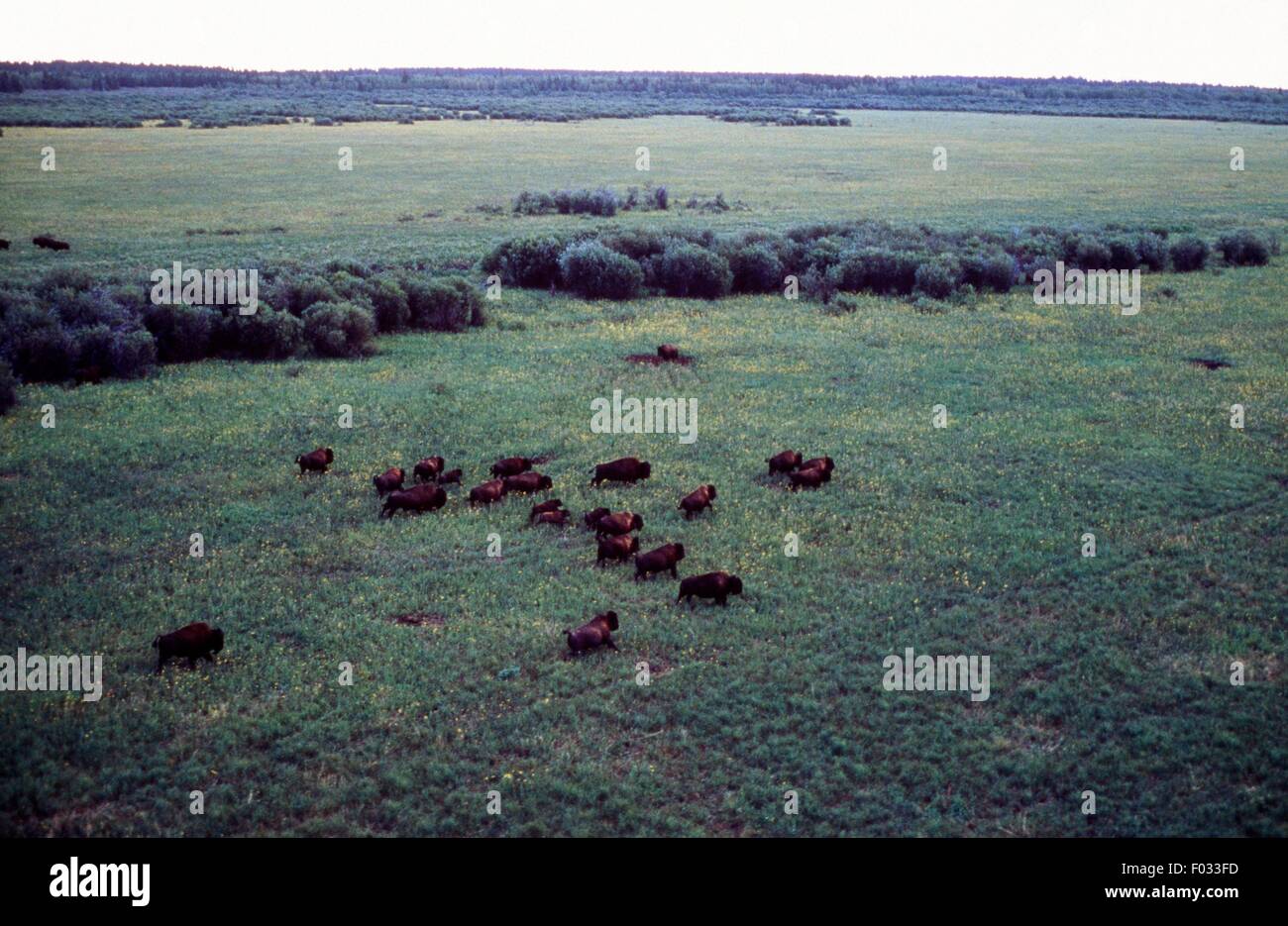 American bison (Bison bison), Athabasca prairie, Wood Buffalo National ...