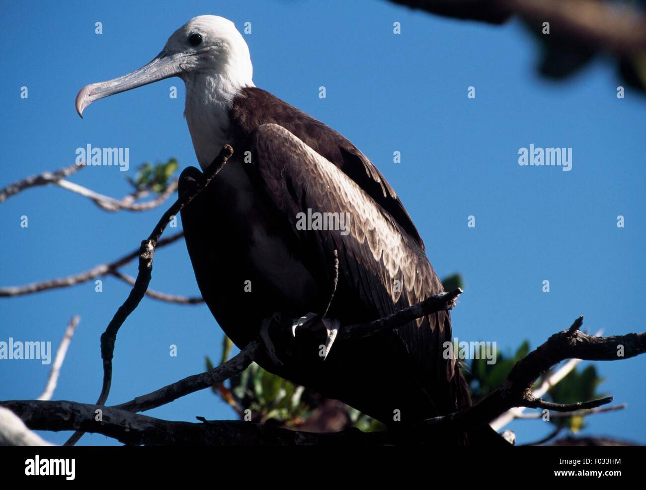 Female Magnificent Frigate Bird (Fregata magnificens), Sian Ka'an ...