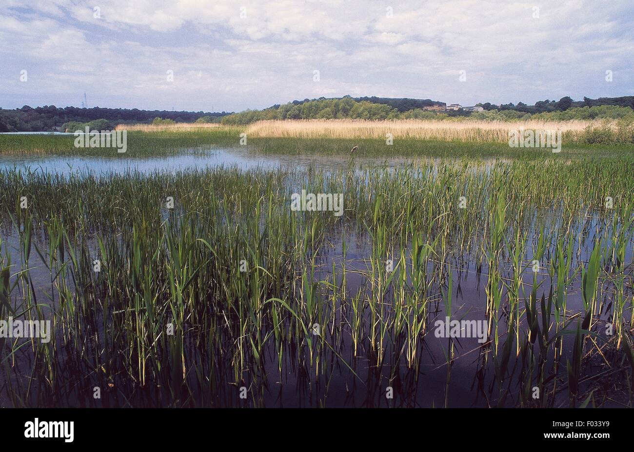 Marsh and reeds in the Oasis of Persano, Campania, Italy Stock Photo ...