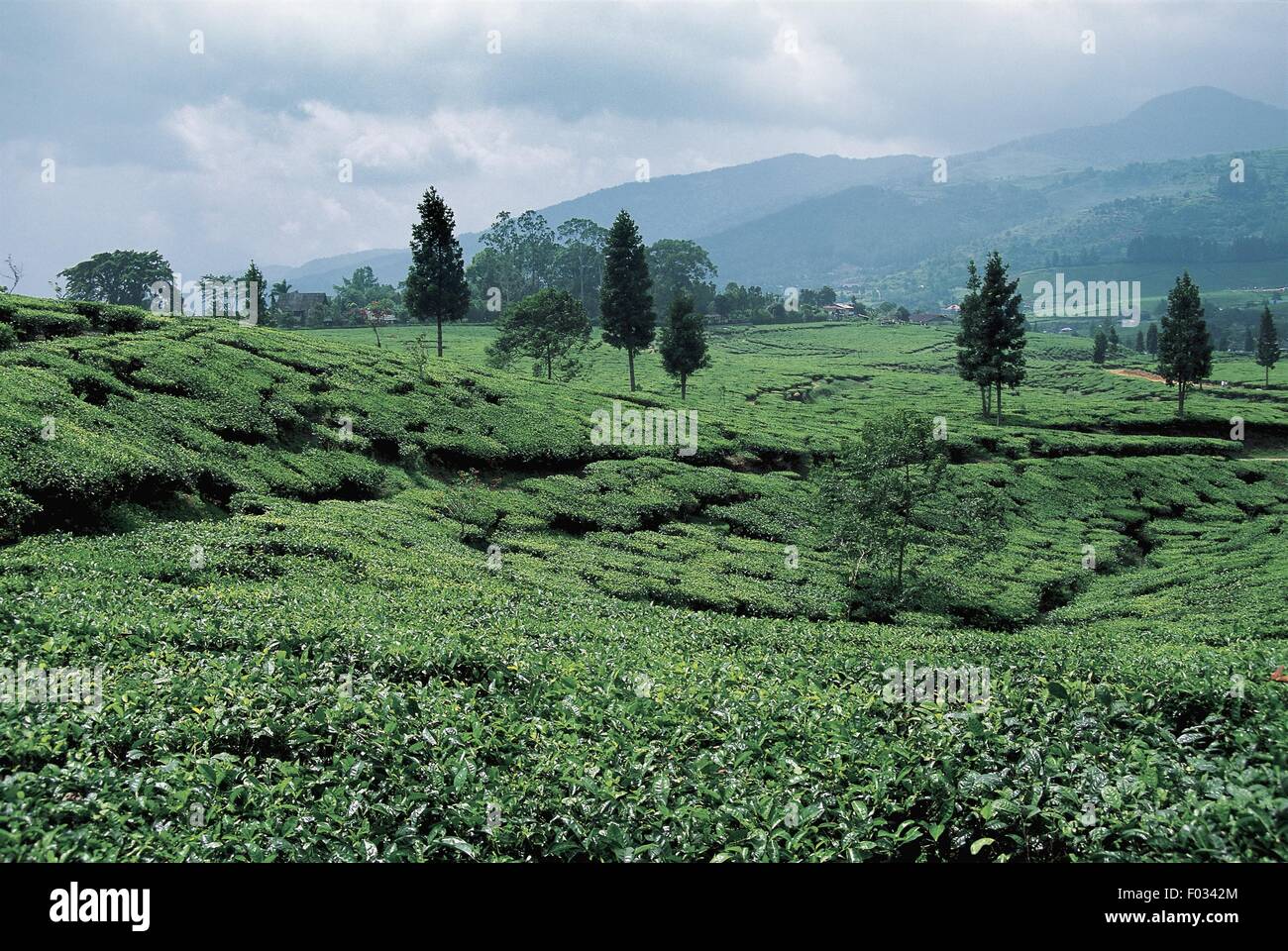 Indonesia - Sumatra - Tea plantations Stock Photo - Alamy