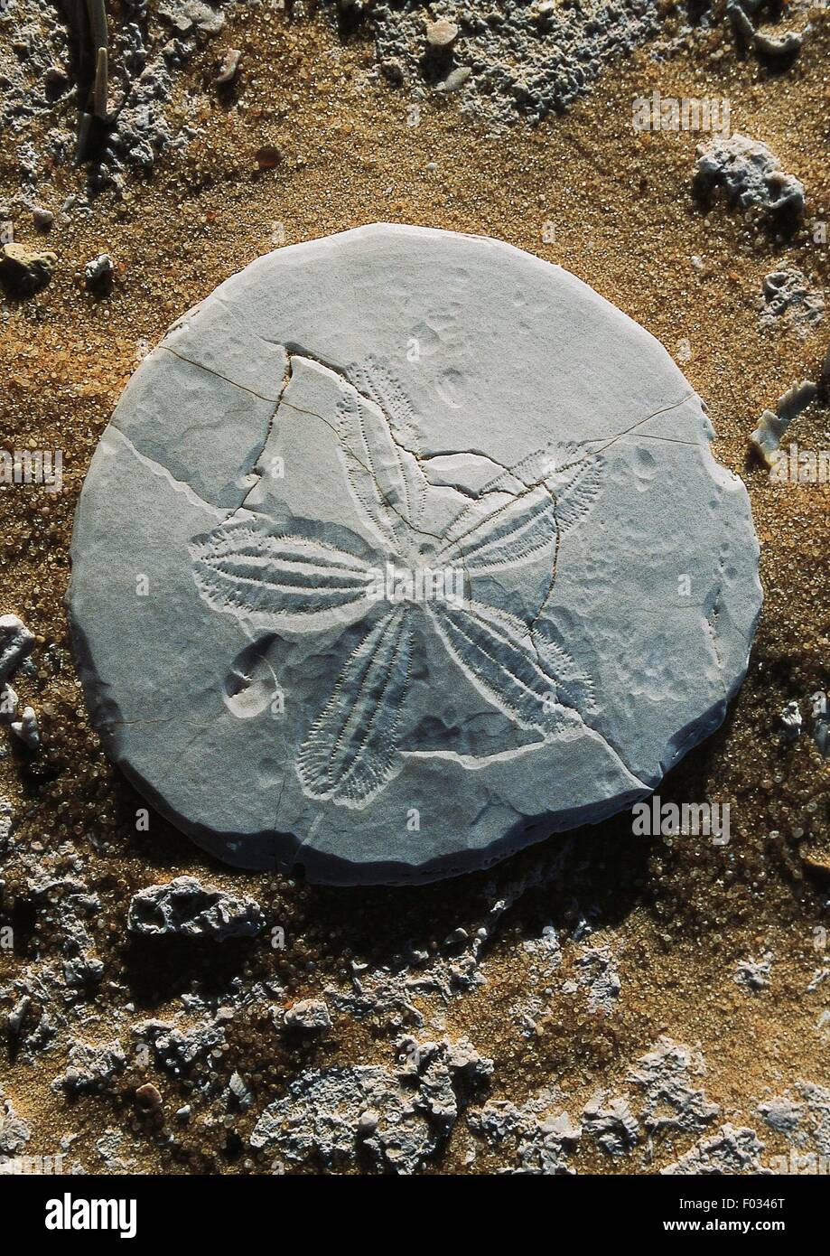 Class Echinoidea Fossil