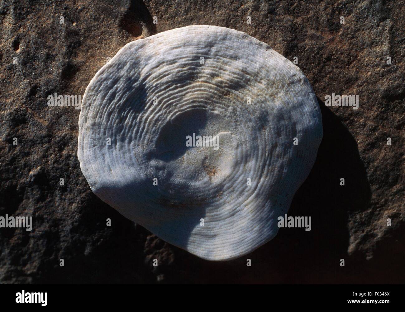 Foraminifera and fossil hi-res stock photography and images - Alamy