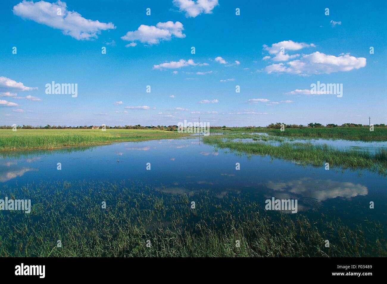 Morass, Puszta landscape, Bacs-Kiskun county, Hungary Stock Photo - Alamy
