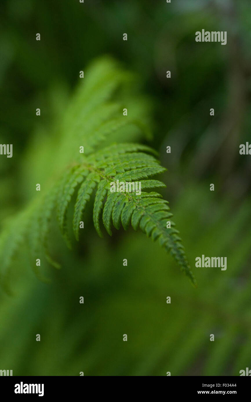 Dimorphic leaves hi-res stock photography and images - Alamy