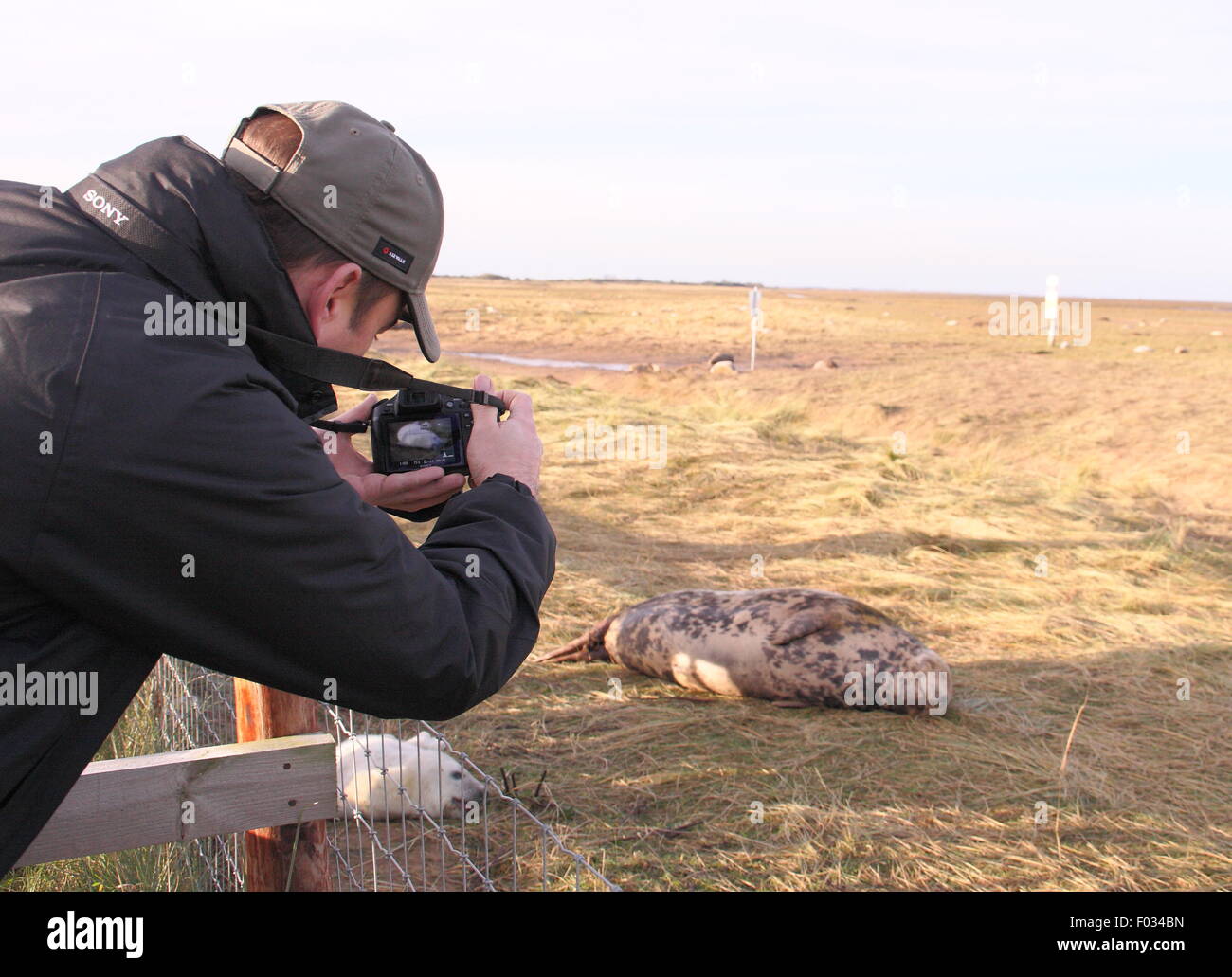 Donna nook seals hi-res stock photography and images - Alamy