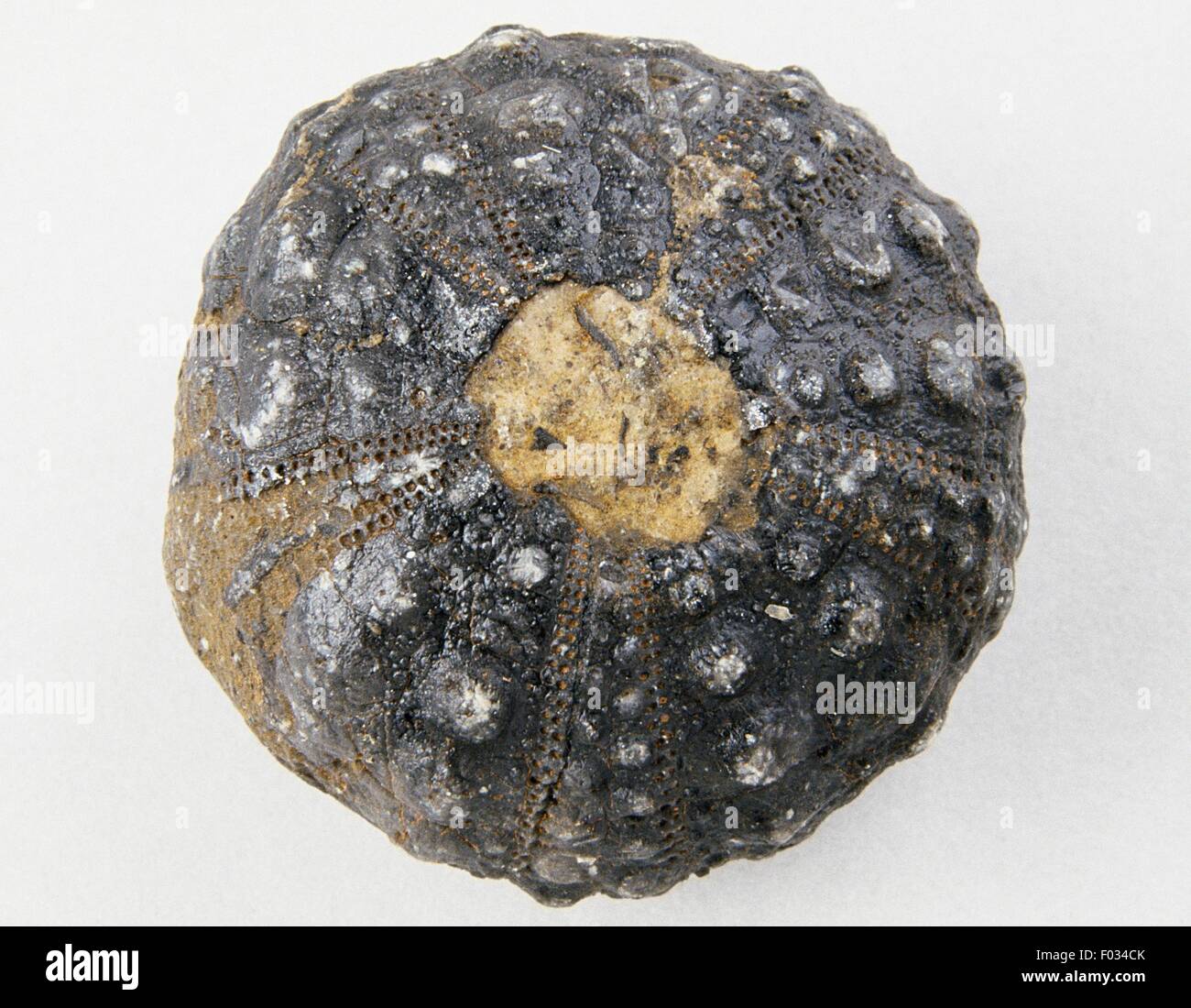 Cidaris hi-res stock photography and images - Alamy Cidaris hi-res stock photography and images - Alamy