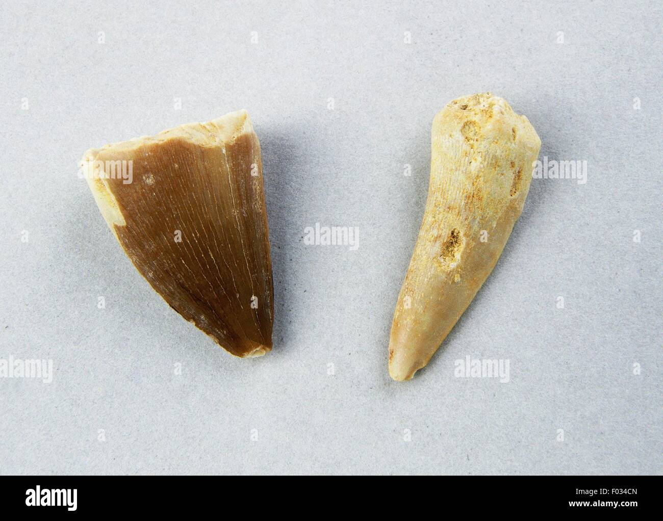 Two fossils hi-res stock photography and images - Alamy