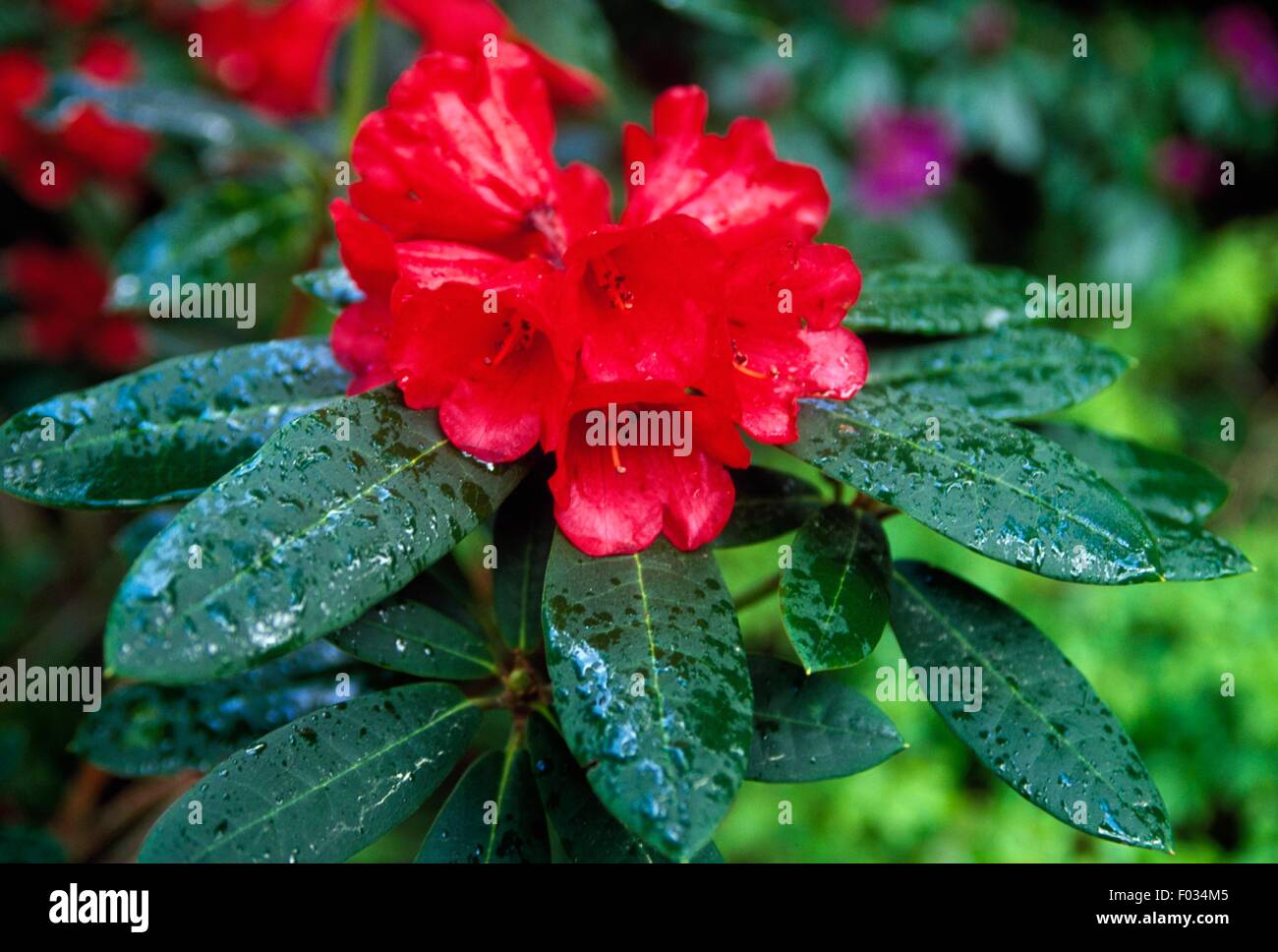 Rhododendron (Rhododendron sp) flower, Glenveagh National Park, County ...