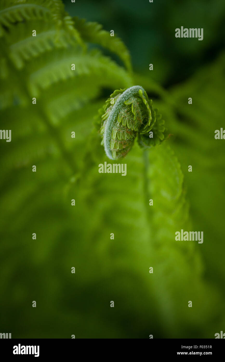 Beautiful Unfurling Ferns High Resolution Stock Photography and Images ...
