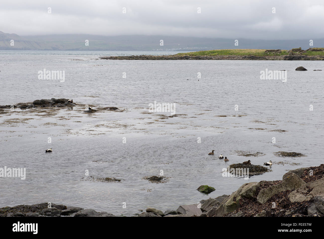 Typical landscape on the Faroe Islands as seen from Kirkjubour with ...