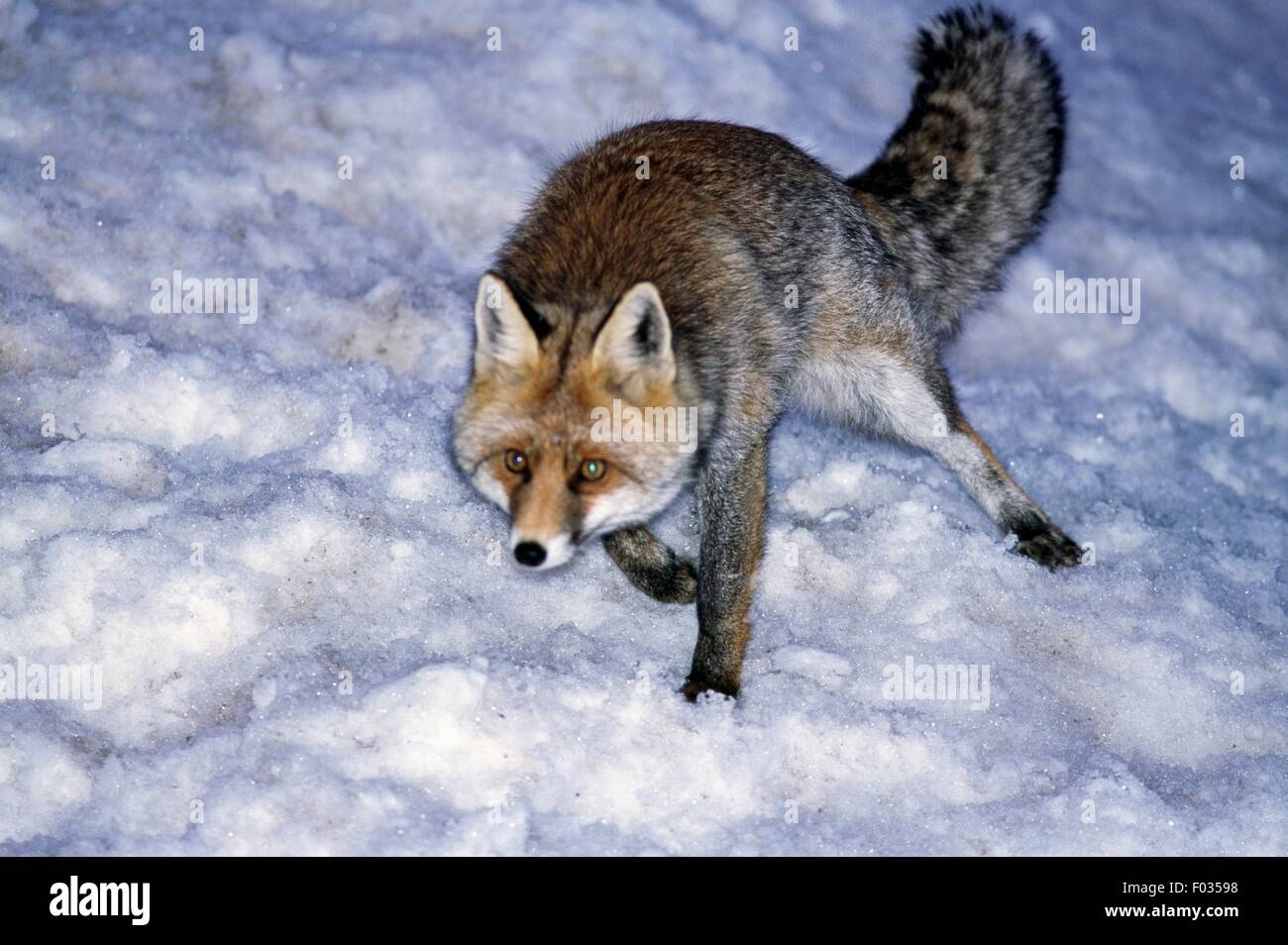 Red fox (Vulpes vulpes), Gran Paradiso National Park, Piedmont and ...