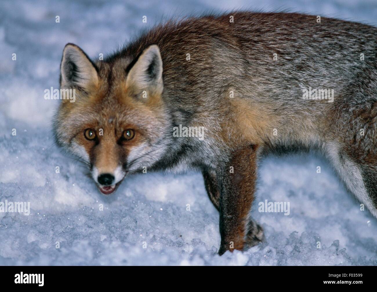 Red fox (Vulpes vulpes), Gran Paradiso National Park, Piedmont and ...