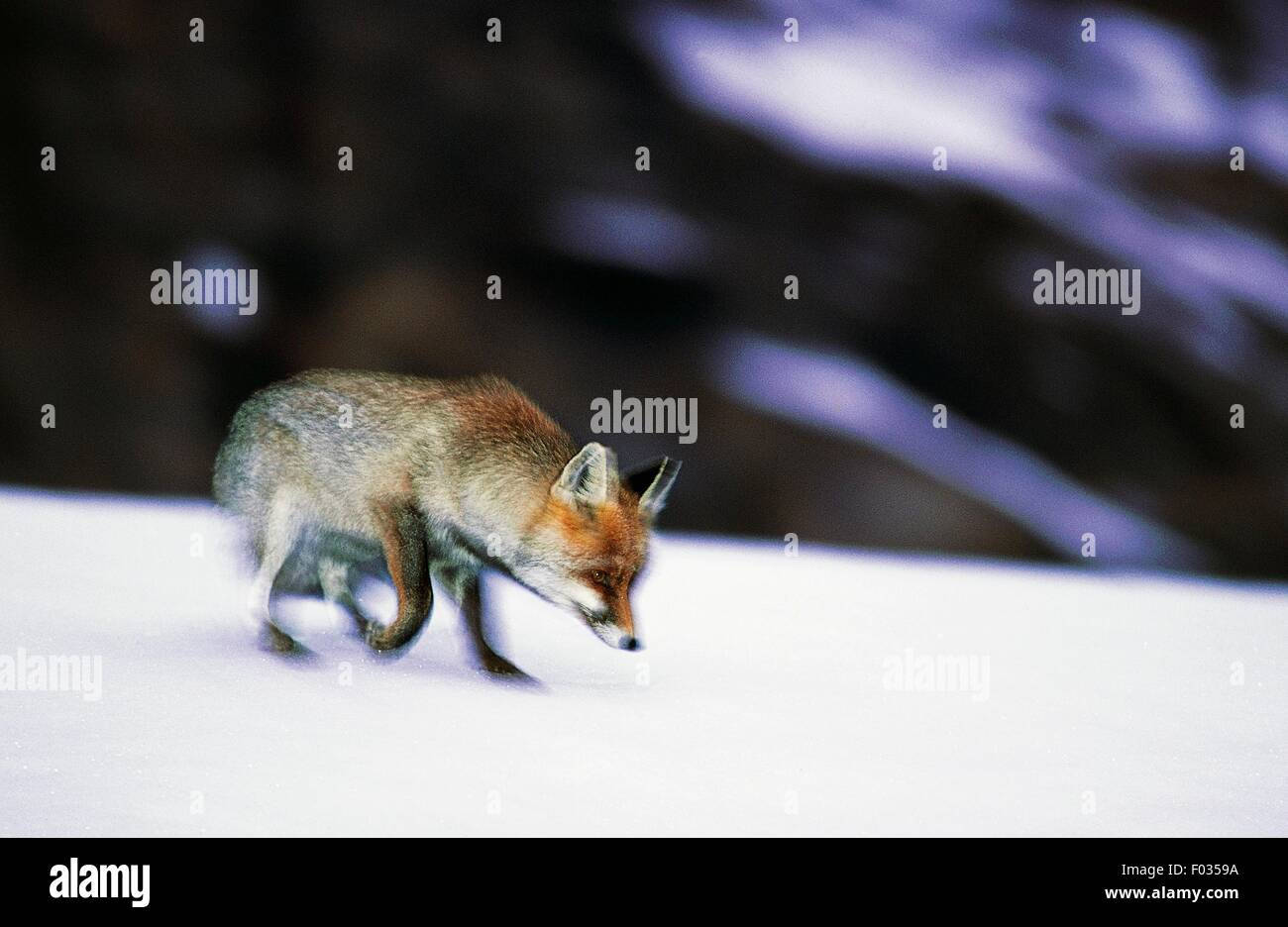 Red fox (Vulpes vulpes), Gran Paradiso National Park, Piedmont and ...