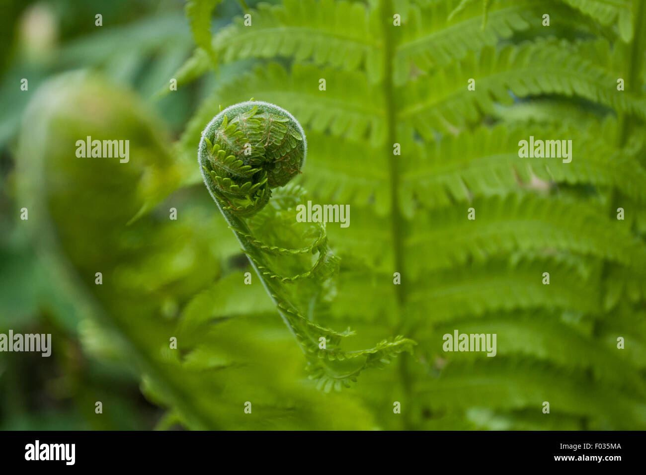 Fern frond unfolding Stock Photo - Alamy