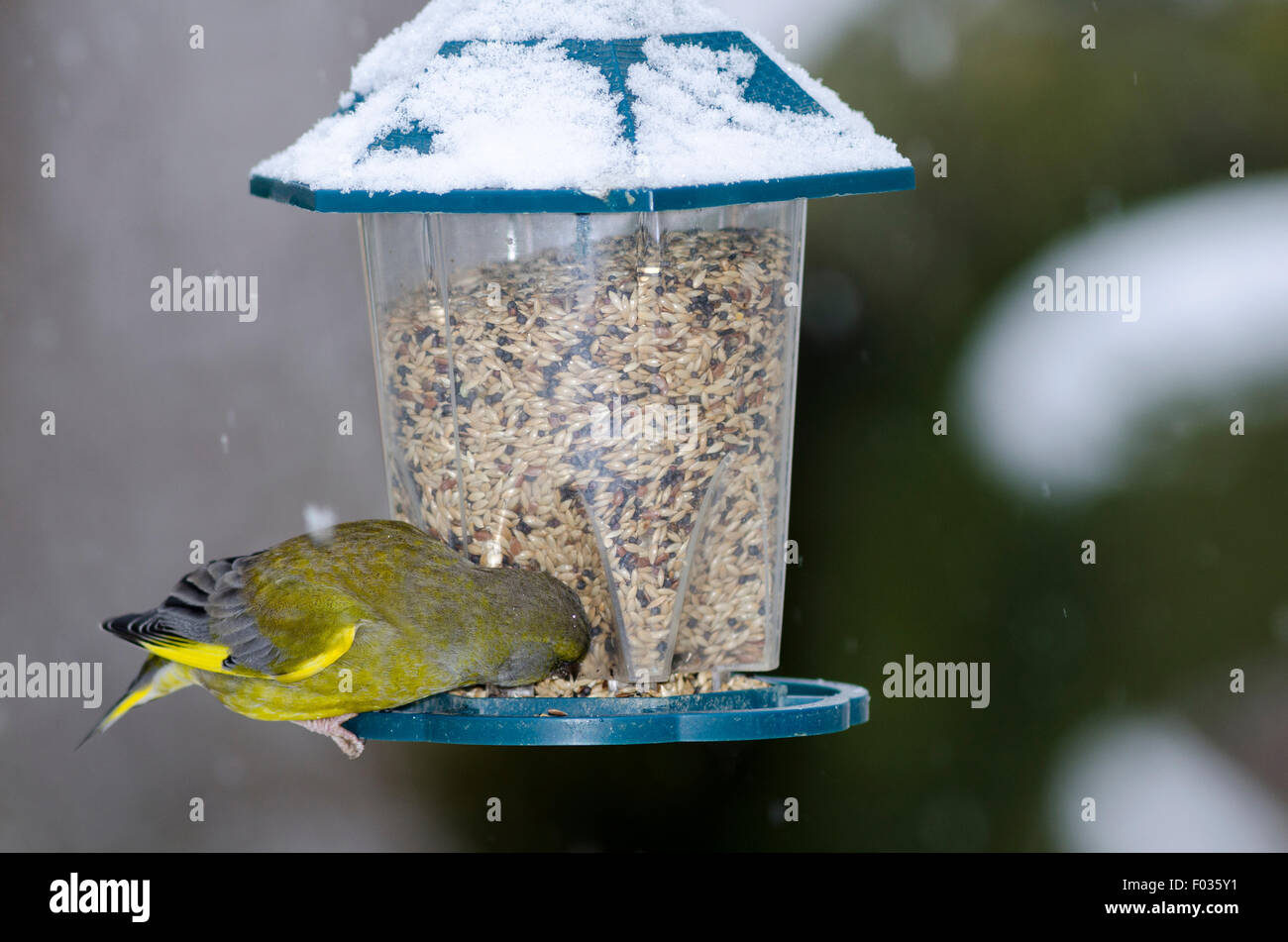 Species chloris chloris hi-res stock photography and images - Alamy