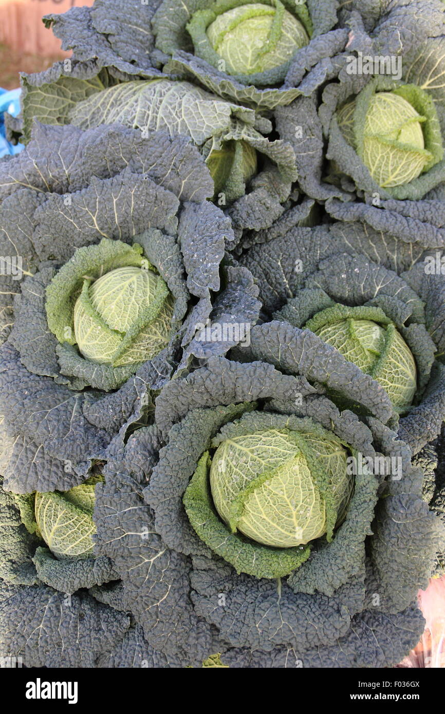 Cabbages for sale in Lincolnshire, England UK Stock Photo - Alamy