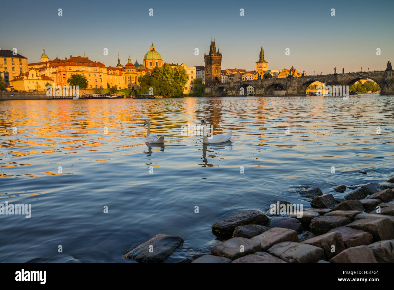 A group of swans on the river Vltava, the Charles Bridge is in the ...