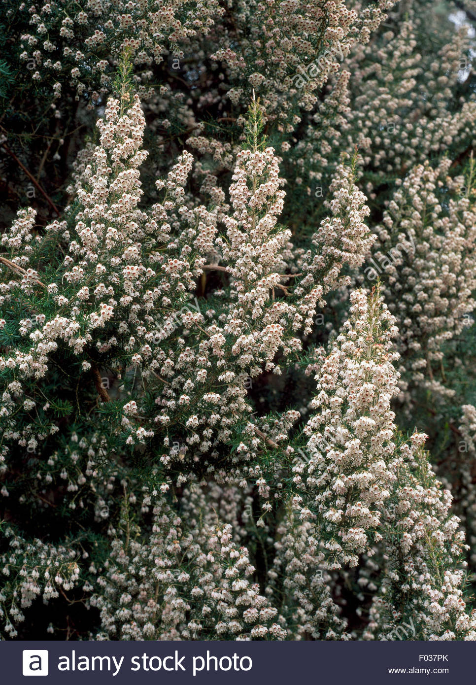 Erica Arborea Stock Photos & Erica Arborea Stock Images - Alamy