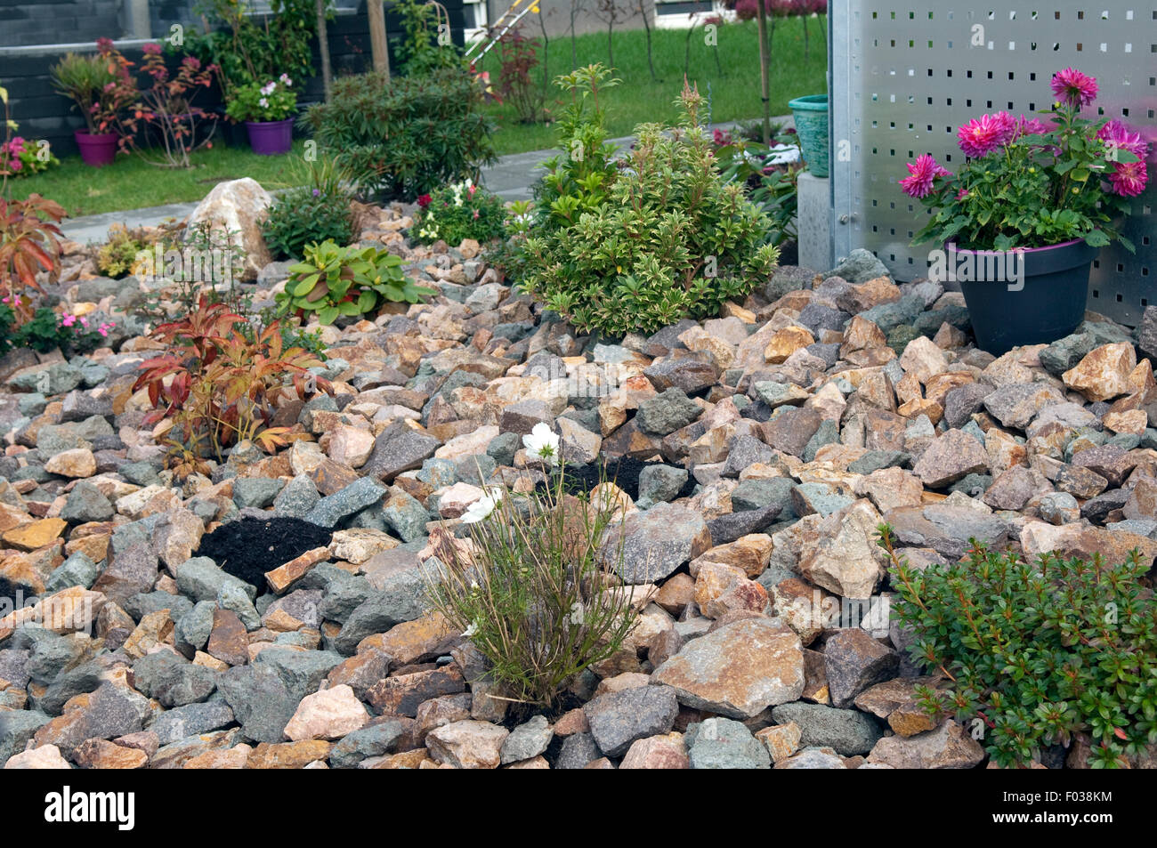 Steingartengewaechse hi-res stock photography and images - Alamy