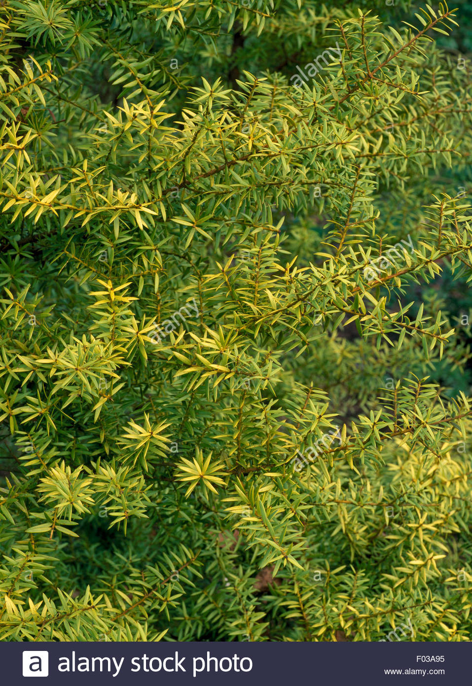 Totara Stock Photos & Totara Stock Images - Alamy
