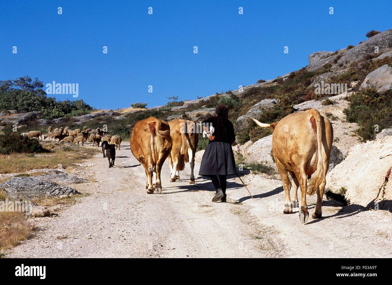 Cattle in the surroundings of Castro Laboreiro, Peneda-Geres National ...