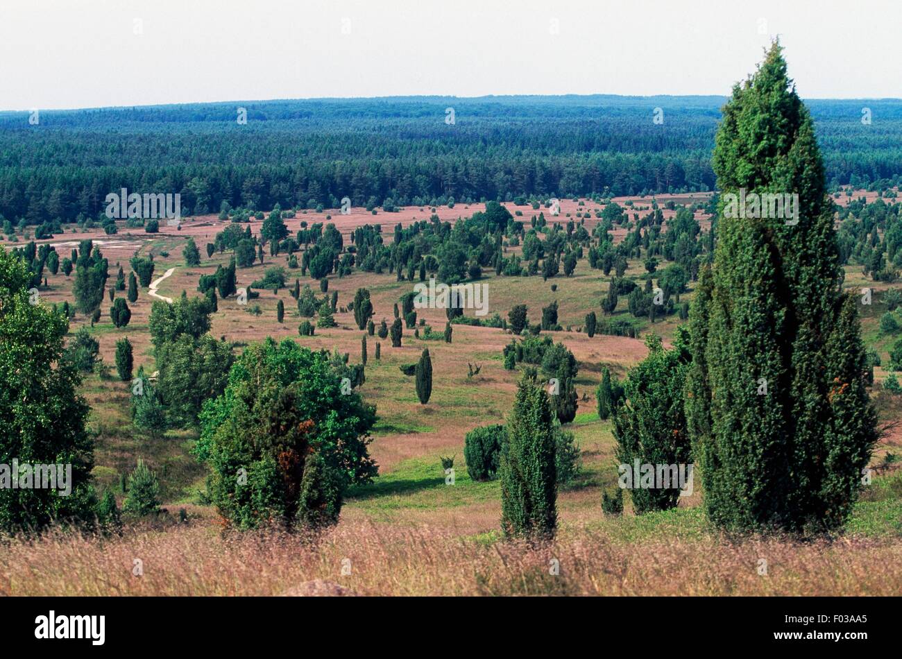 Vegetation near Mount Wilseder in Luneburg Heath Nature Park (Naturpark ...