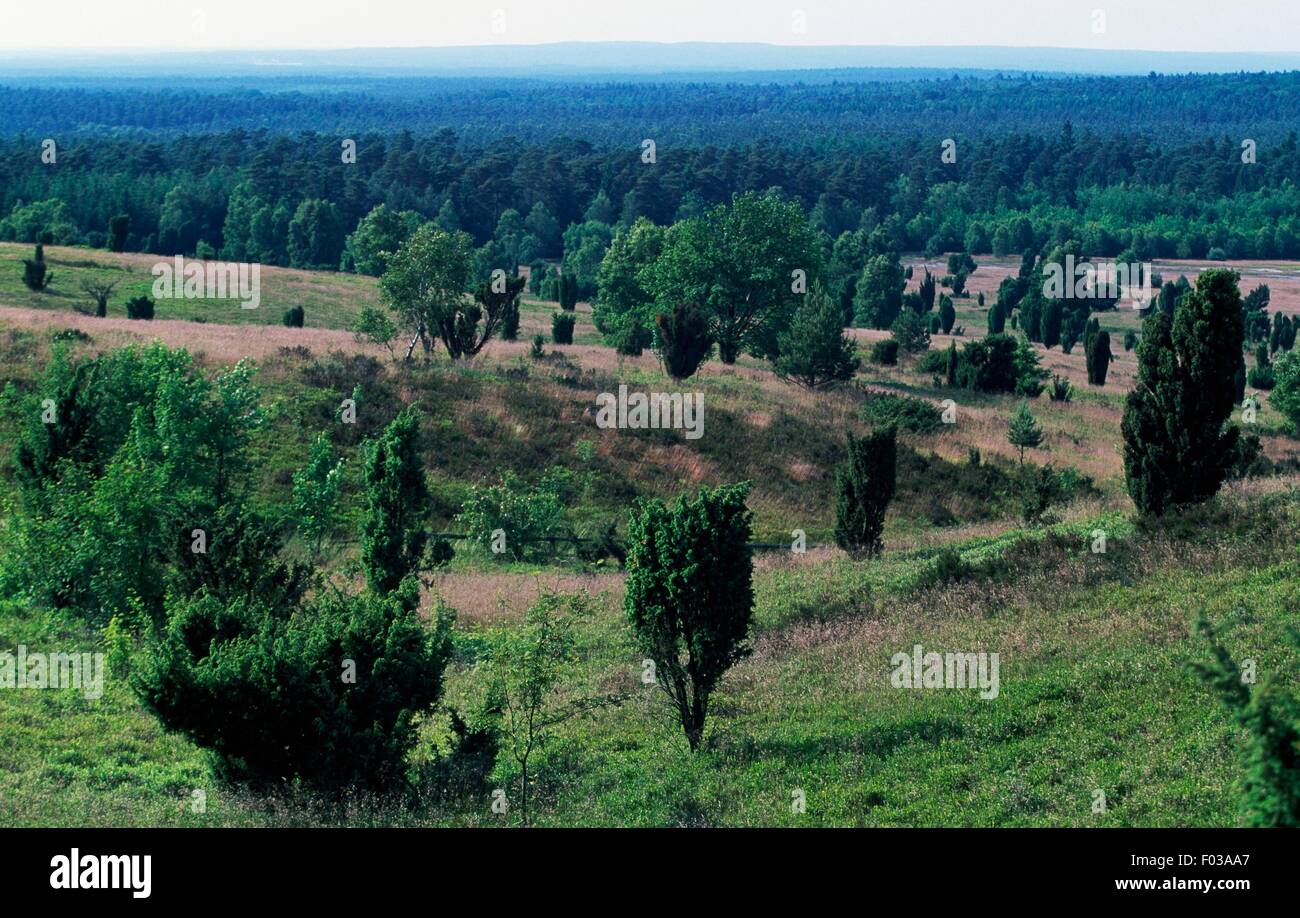 Vegetation near Mount Wilseder in Luneburg Heath Nature Park (Naturpark ...
