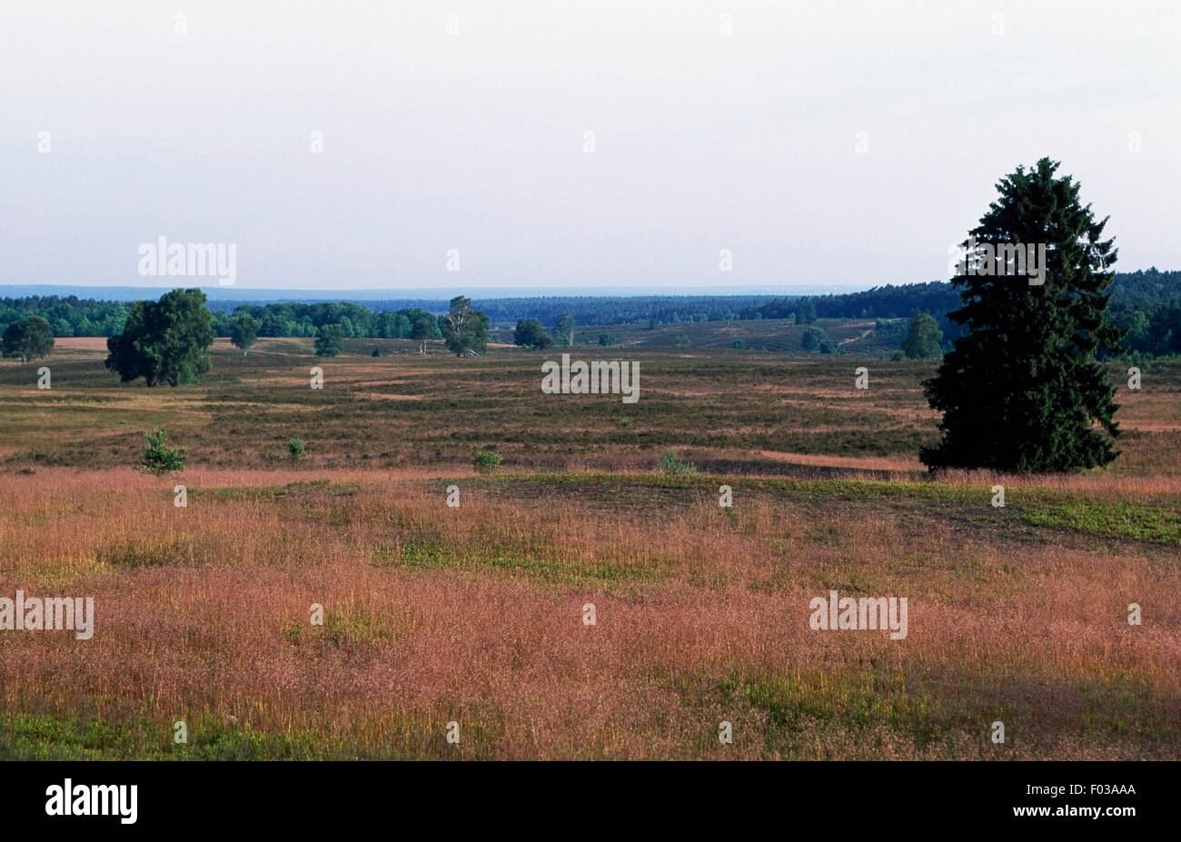Heath in Luneburg Heath Nature Park (Naturpark Luneburger Heide), Lower ...
