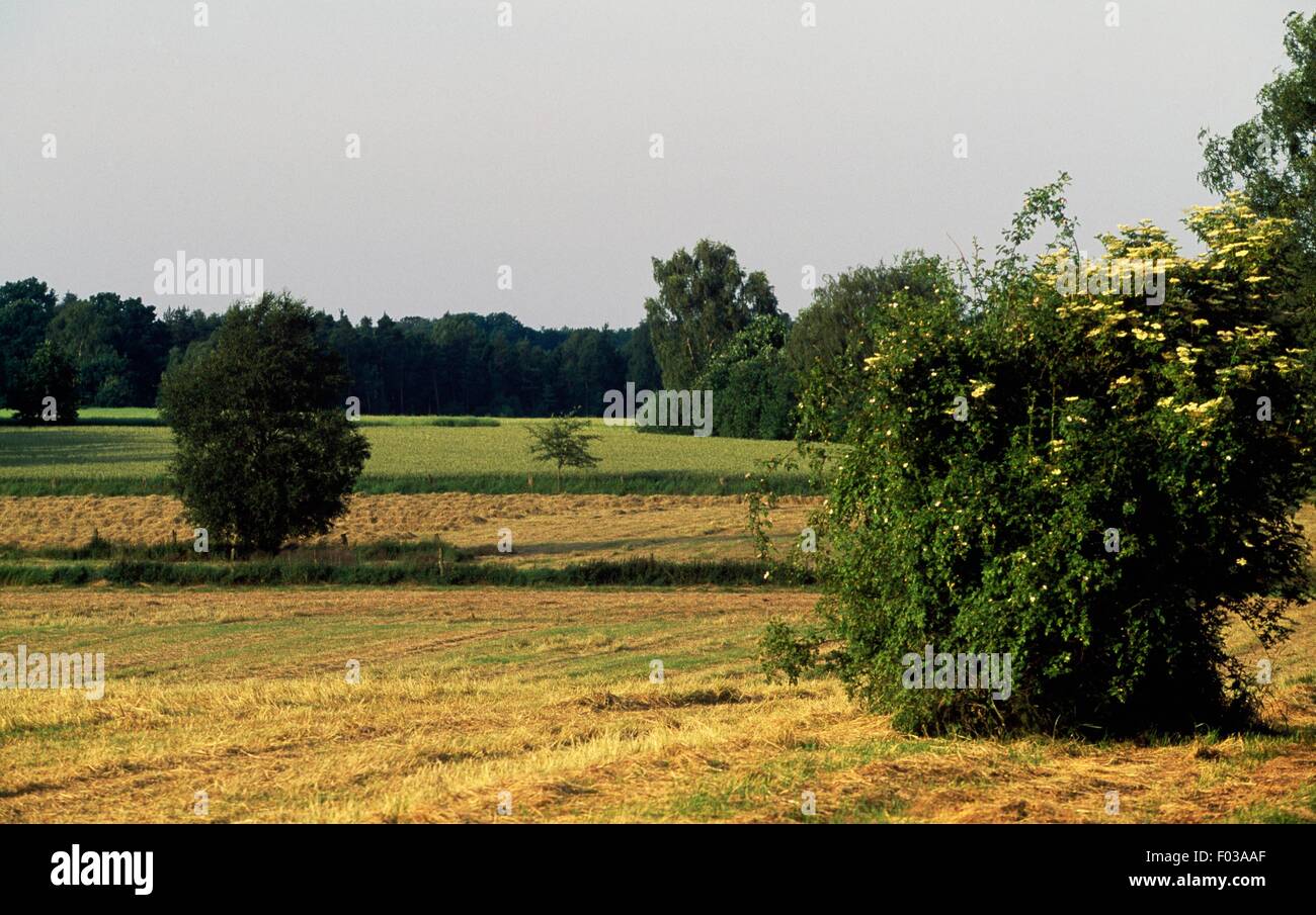 Heath in Luneburg Heath Nature Park (Naturpark Luneburger Heide), Lower ...