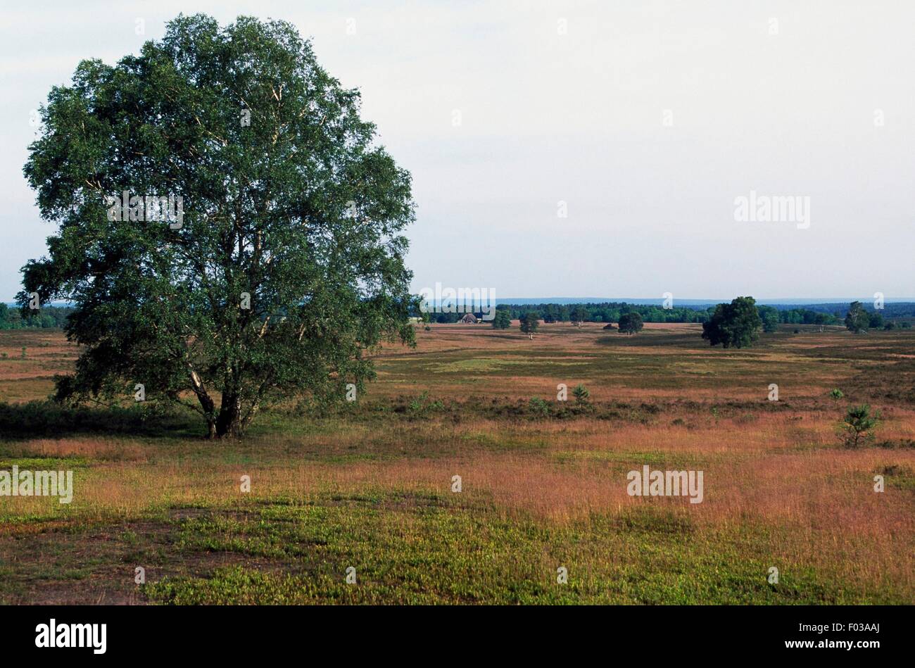 Heath in Luneburg Heath Nature Park (Naturpark Luneburger Heide), Lower ...