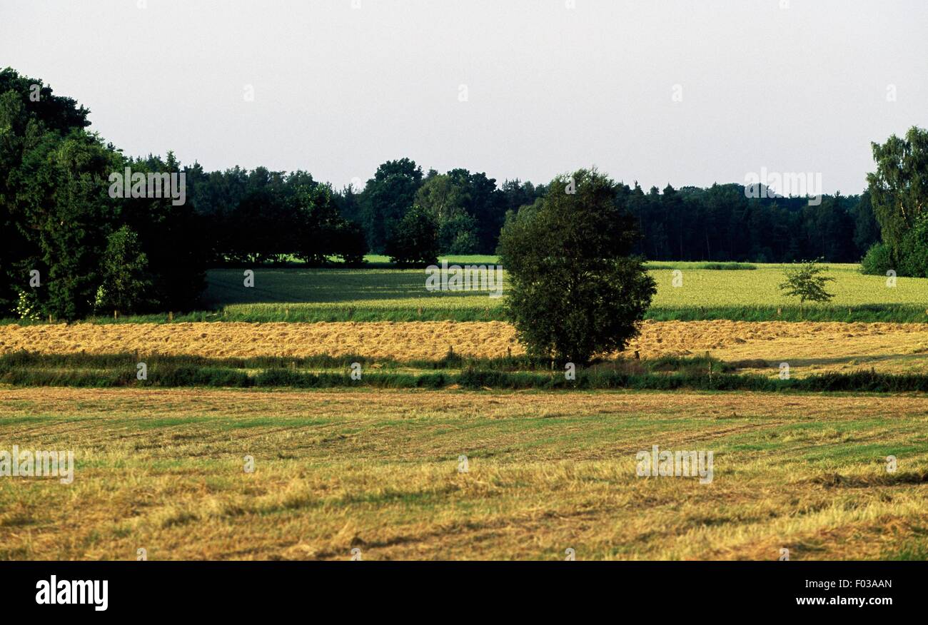 Heath in Luneburg Heath Nature Park (Naturpark Luneburger Heide), Lower ...