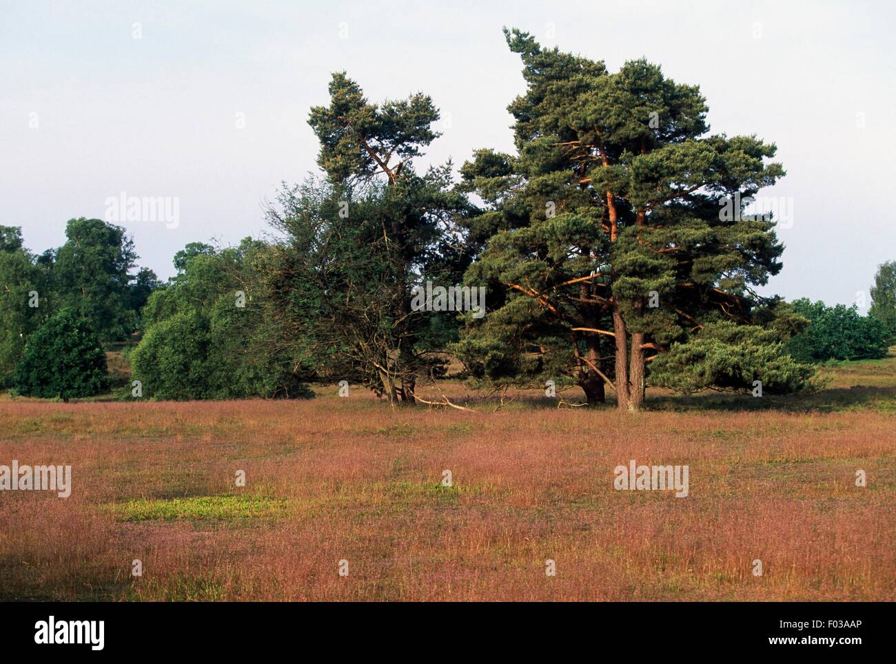 Heath in Luneburg Heath Nature Park (Naturpark Luneburger Heide), Lower ...