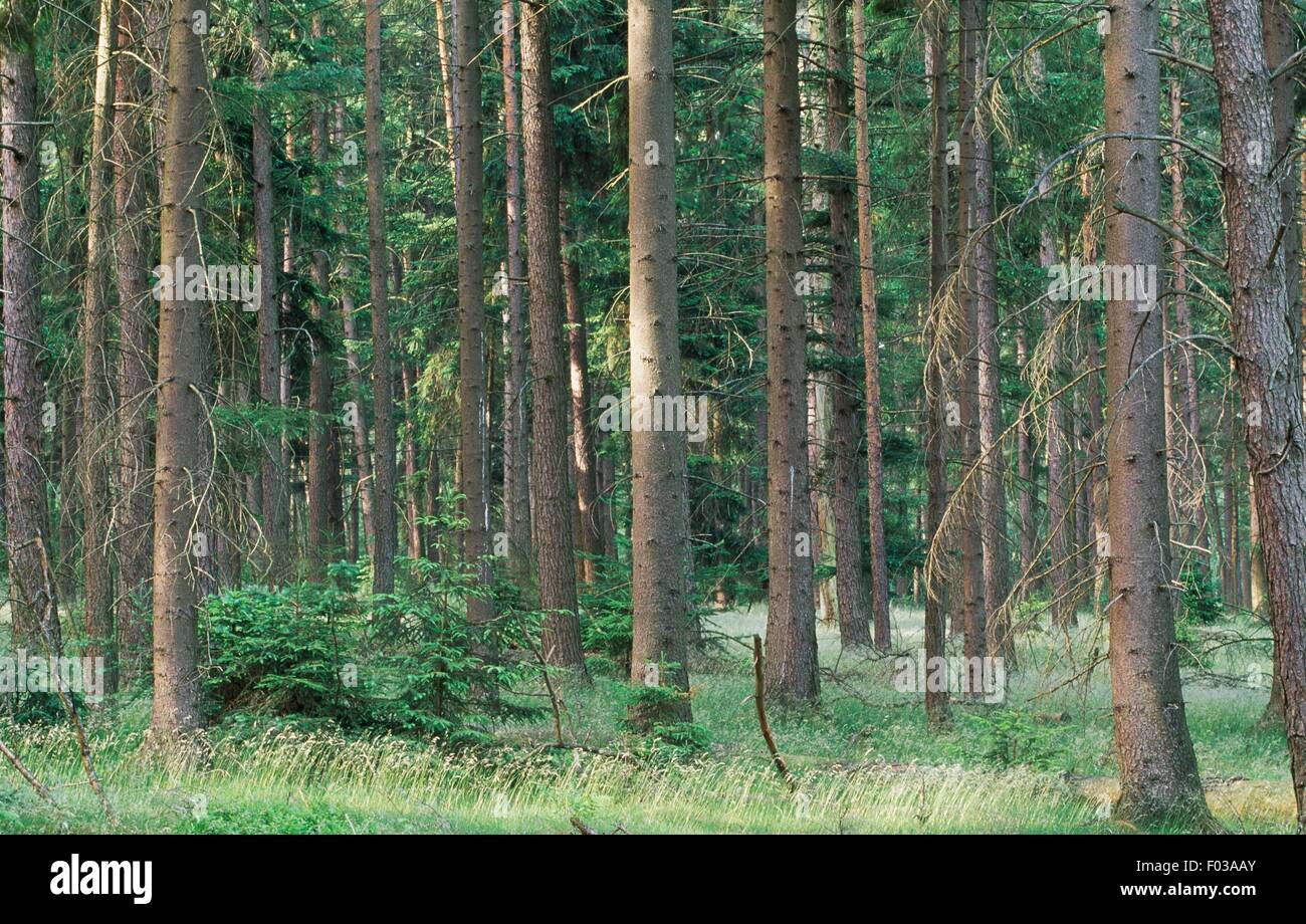 Forest in Luneburg Heath Nature Park (Naturpark Luneburger Heide ...