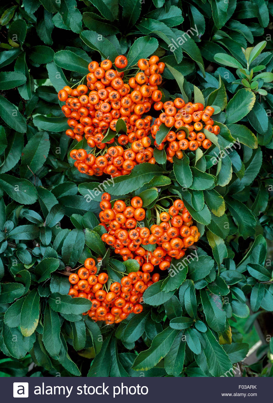 Pyracantha High Resolution Stock Photography and Images - Alamy
