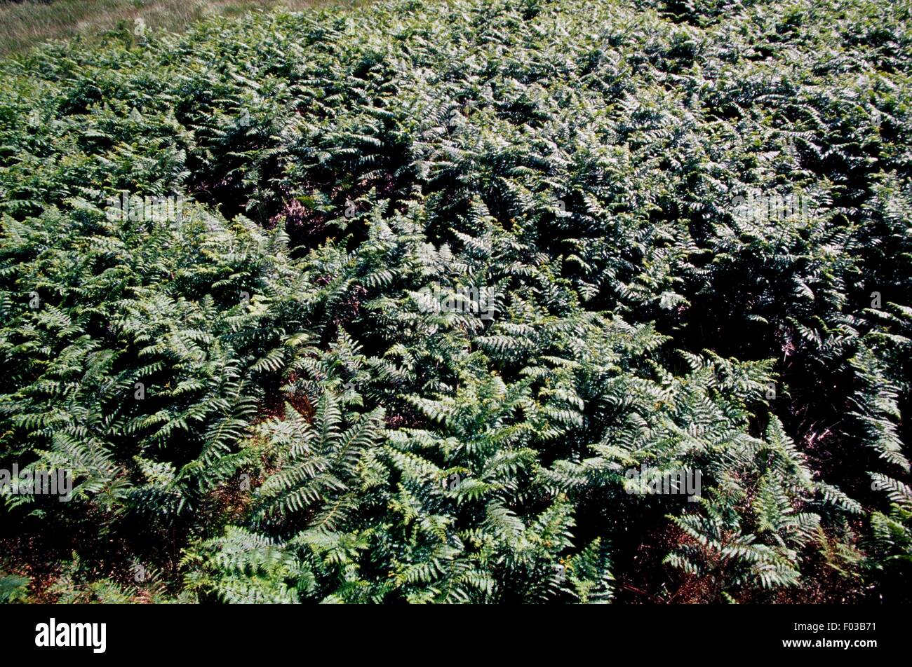 Ferns, High Fens Natural Reserve (Reserve Naturelle des Hautes Fagnes ...