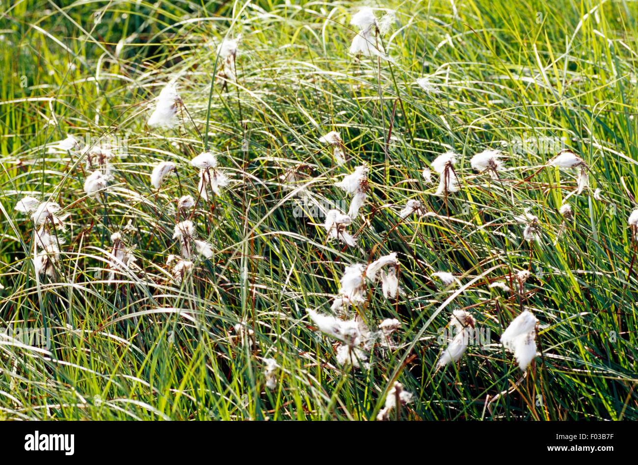 Cottongrass fens hi-res stock photography and images - Alamy