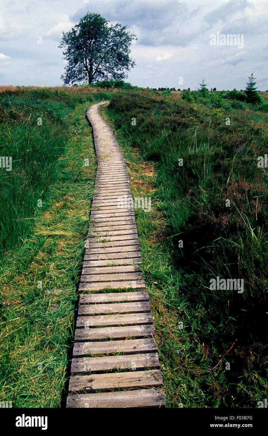 Wooden path through grass, High Fens Natural Reserve (Reserve Naturelle ...