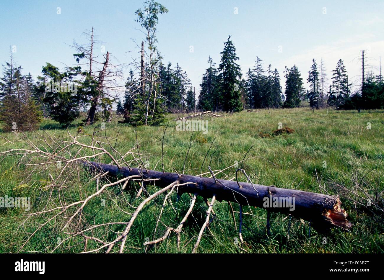 Fallen tree trunk, High Fens Natural Reserve (Reserve Naturelle des ...