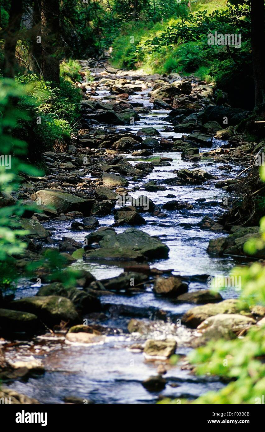 A stream in River Bayehon valley, High Fens Natural Reserve (Reserve ...