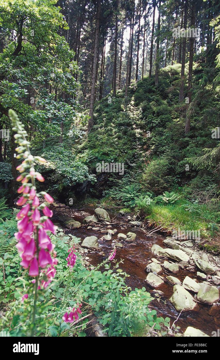 A stream in River Bayehon valley with a foxglove (Digitalis purpurea ...