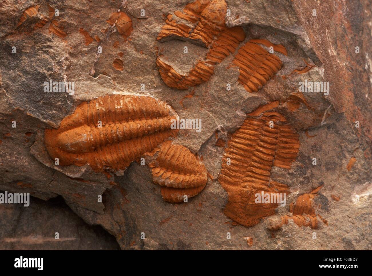 Morocco - Er Rachidia Province - Ziz Valley - Tafilalt - Erfoud ...