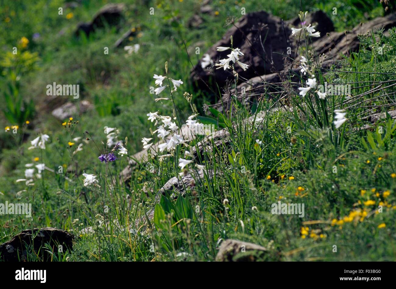 St Bernard's lily (Anthericum liliago), Ordesa y Monte Perdido National ...