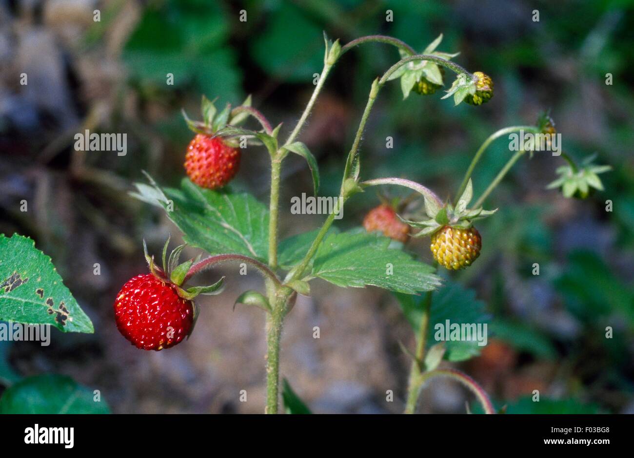 Fragaria plant with strawberries, Ordesa y Monte Perdido National Park ...