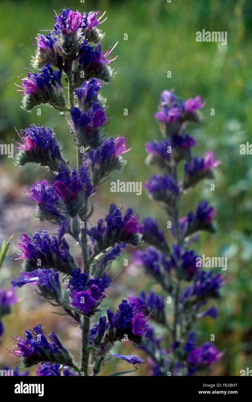 Flowers in Ordesa y Monte Perdido National Park (UNESCO World Heritage ...