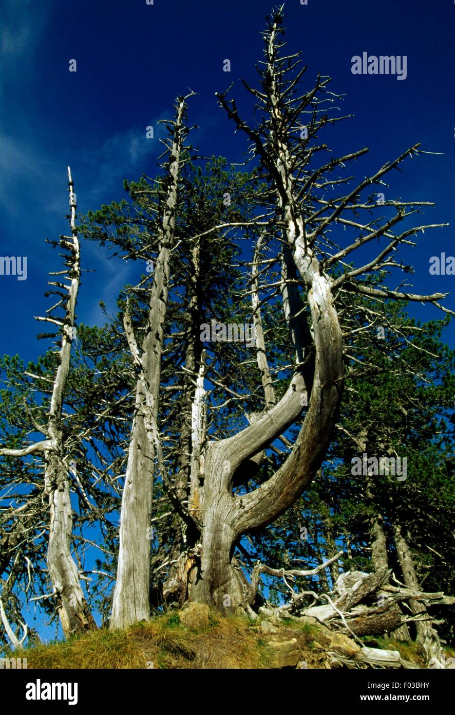 Trees in Ordesa y Monte Perdido National Park (UNESCO World Heritage ...