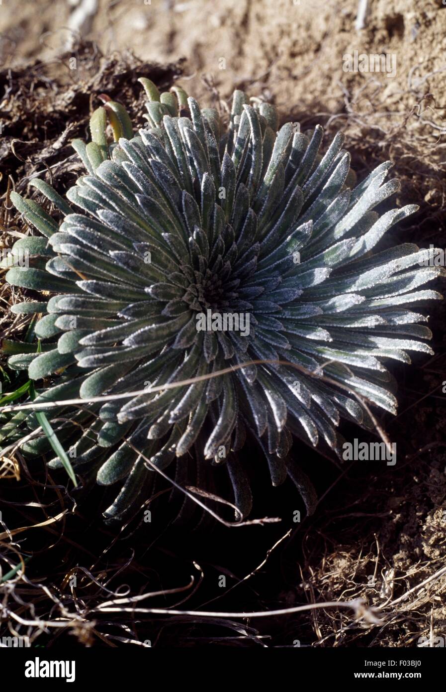 Cactus in Ordesa y Monte Perdido National Park (UNESCO World Heritage ...