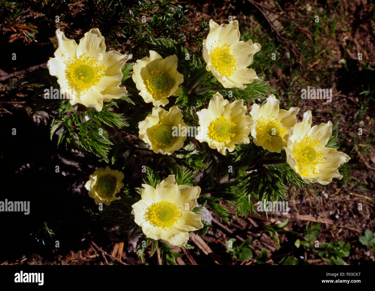 Anemone des alpes hi-res stock photography and images - Alamy