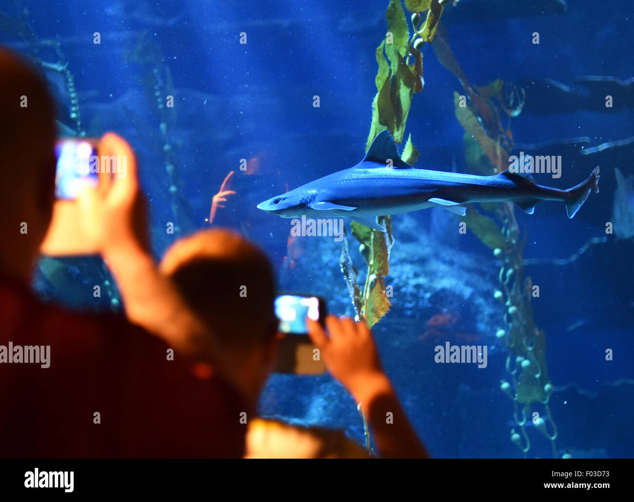 Visitors photograph a silky shark in the AquaDom and Sea Life Berlin ...