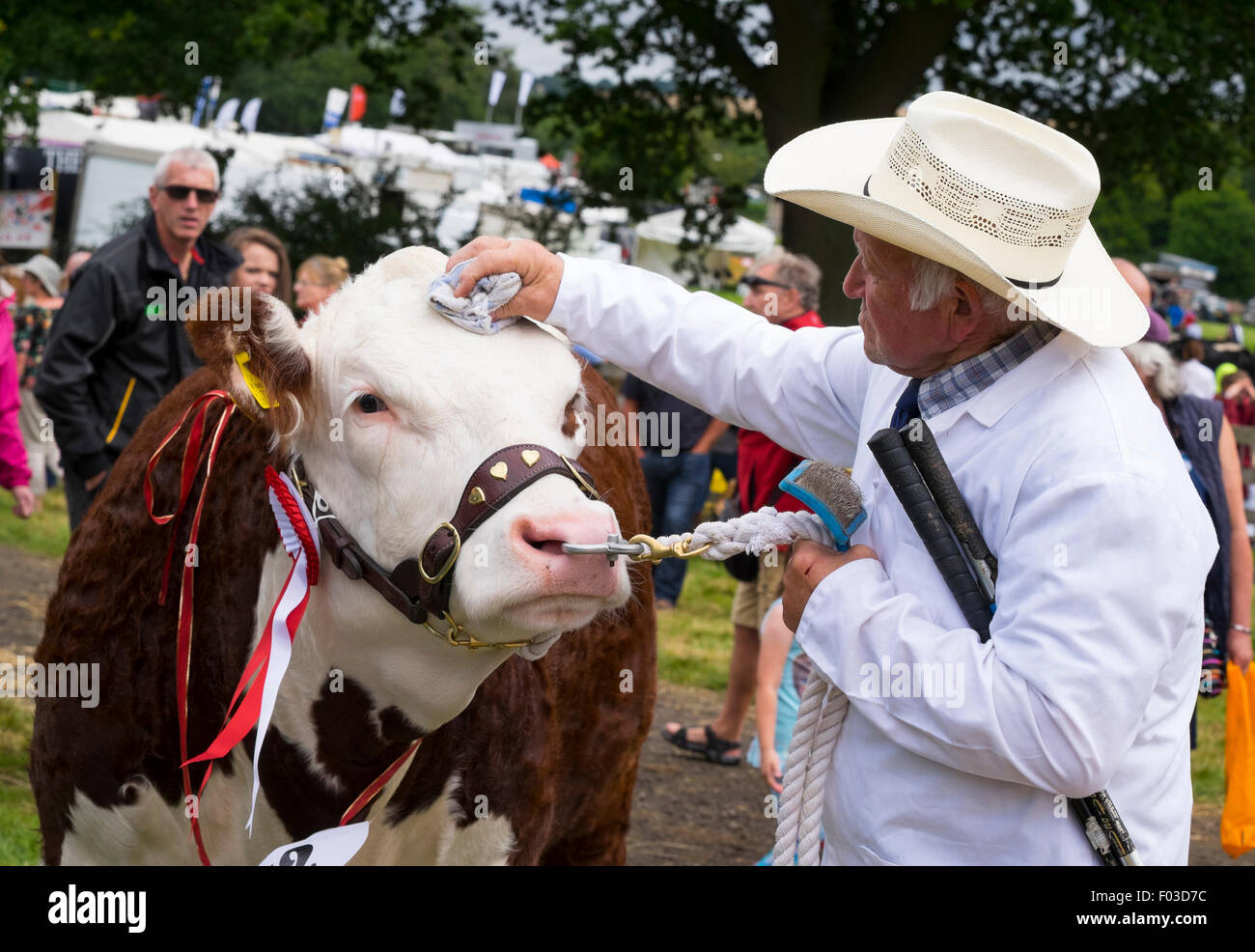 Roger Birch, from Stafford and Boomer, a Hereford heifer at Burwarton ...