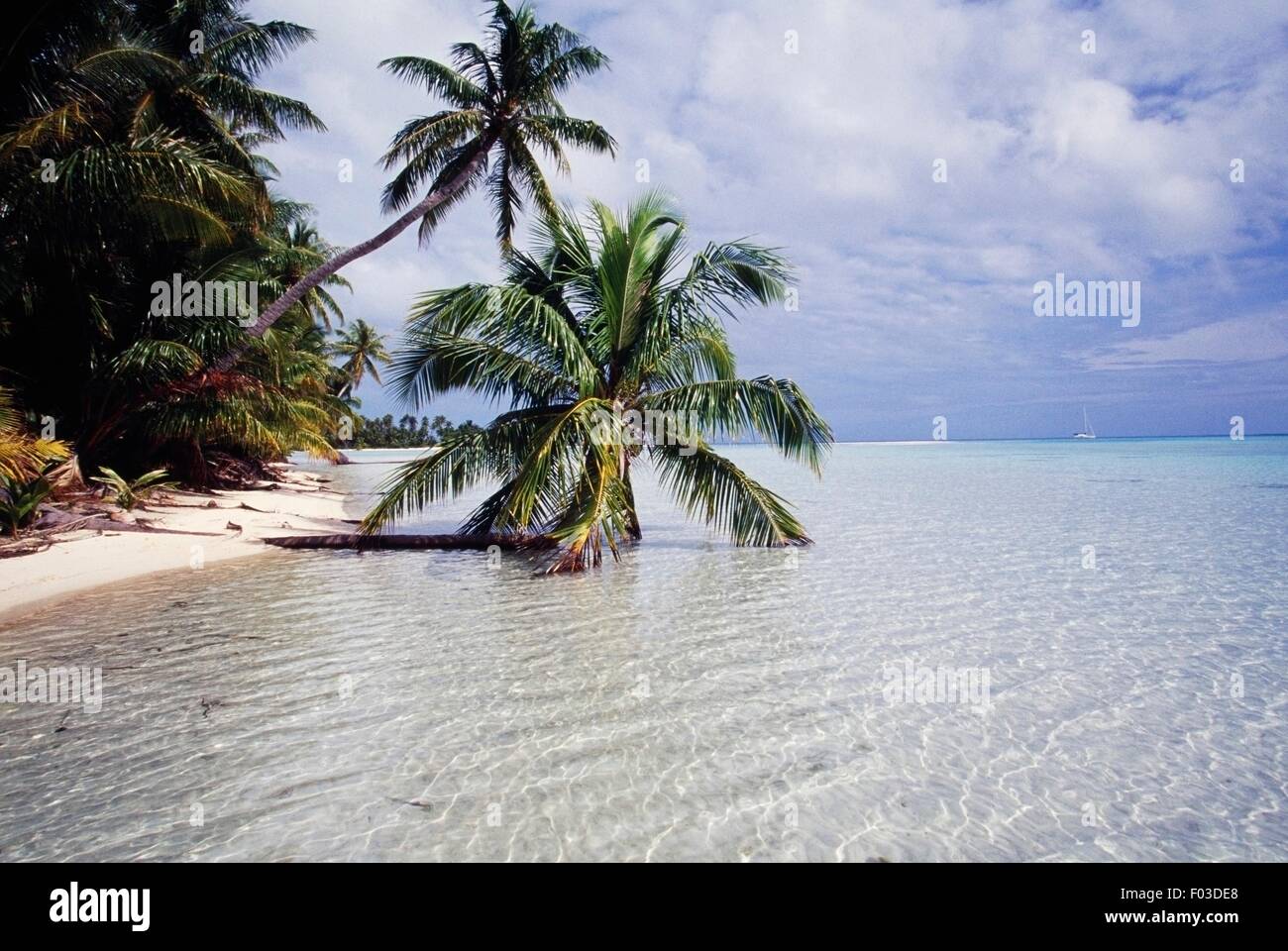 Palm trees on the beach, Rangiroa, Tuamotus, French Polynesia, Overseas ...